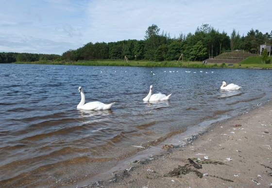 Lochore Meadows Country Park - Woodland Trust
