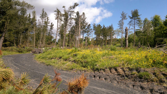 Lochore Meadows Country Park - Woodland Trust