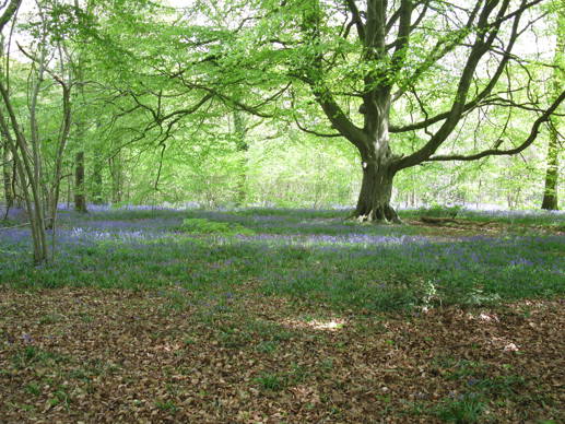 Crab Wood - Woodland Trust