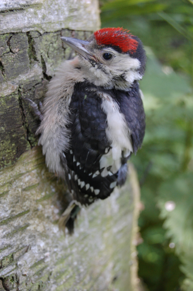 Broxbourne And Bencroft Wood - Woodland Trust