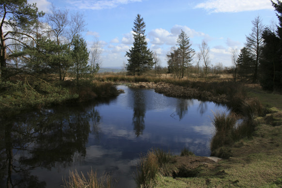 Beacon Fell Country Park - Woodland Trust