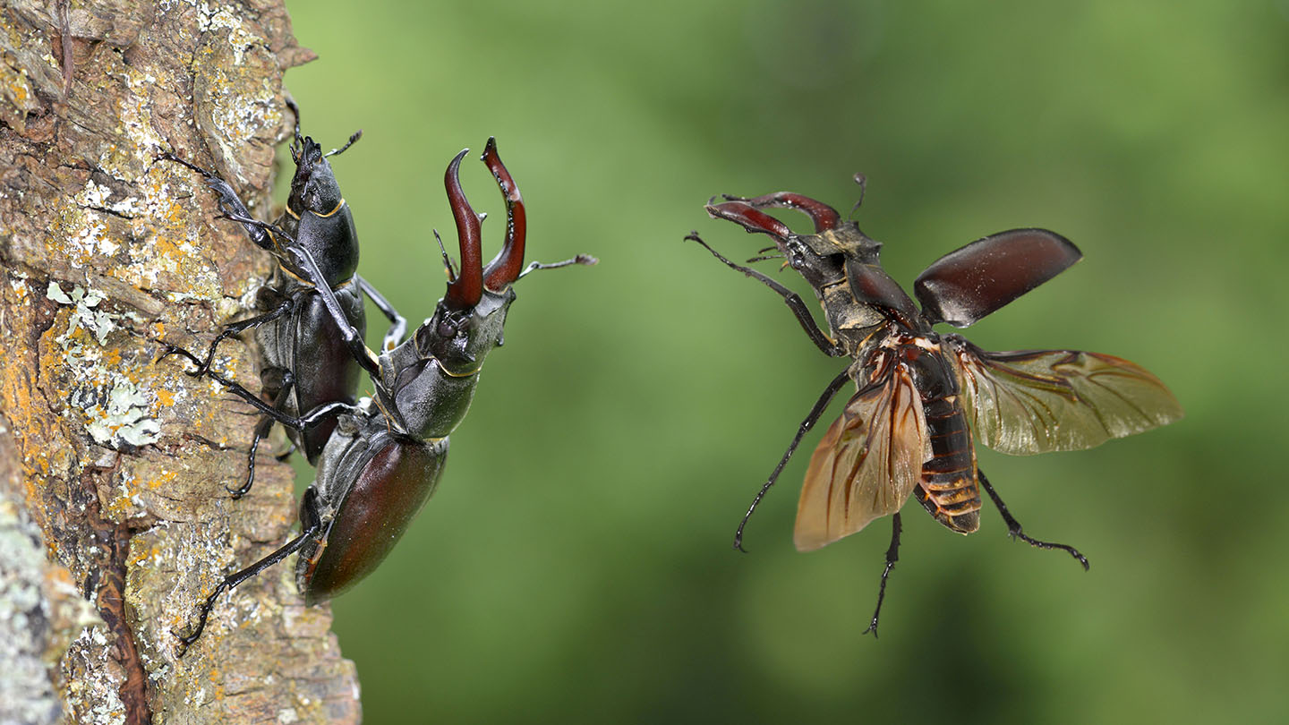 Stag Beetle (Lucanus cervus) - British Beetles - Woodland Trust