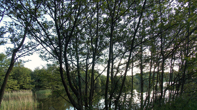Straiton Pond - Woodland Trust