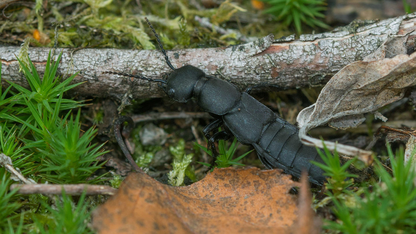 Devil’s Coach Horse Beetle (Ocypus olens) - Woodland Trust