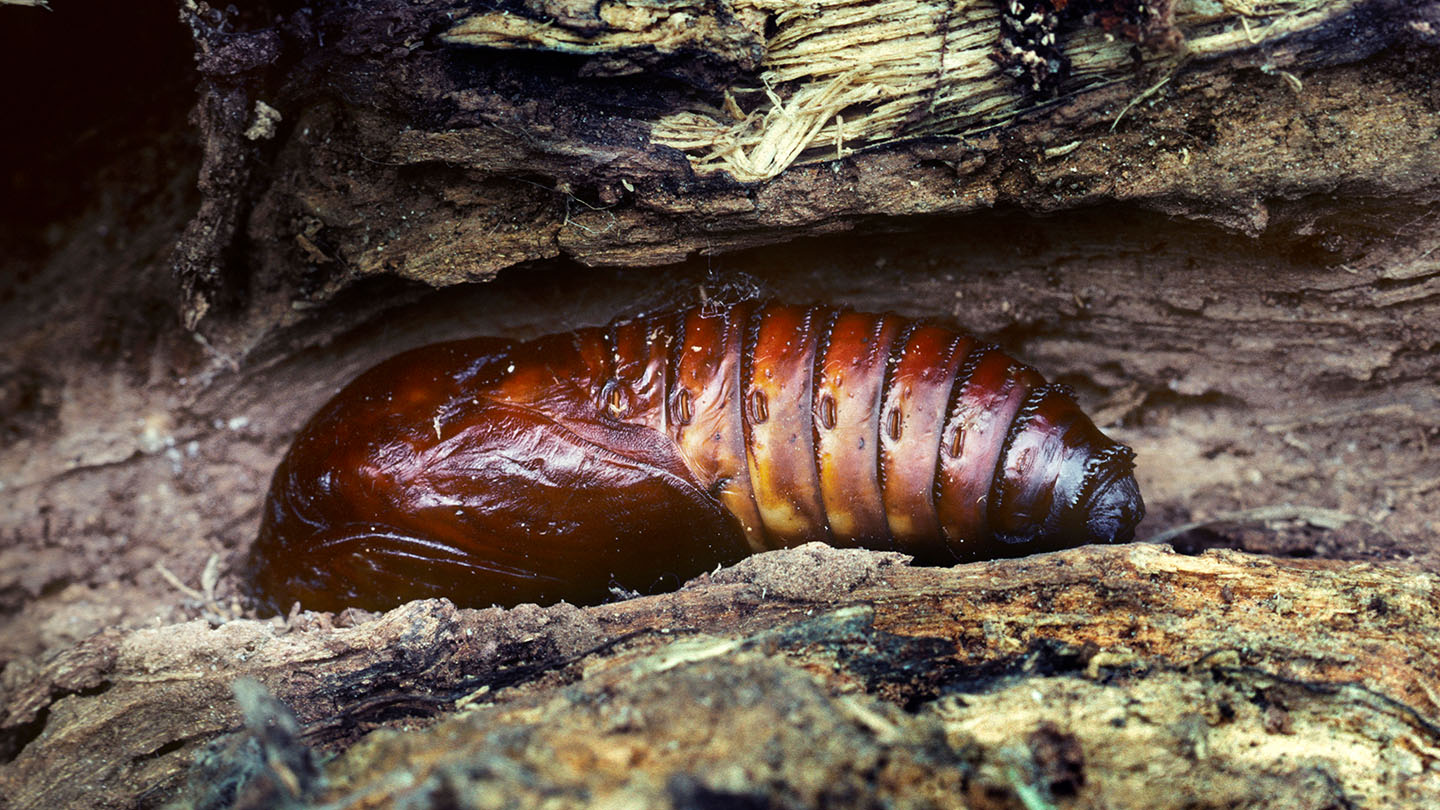 Goat Moth (Cossus cossus) - British Moths - Woodland Trust