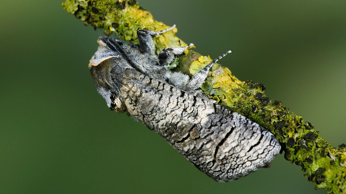 Goat Moth (Cossus cossus) - British Moths - Woodland Trust