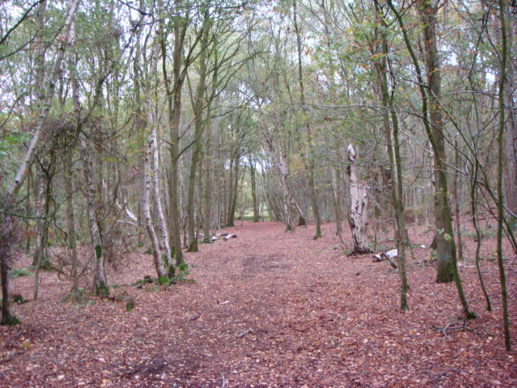 Brown Moss Countryside Heritage Site - Woodland Trust