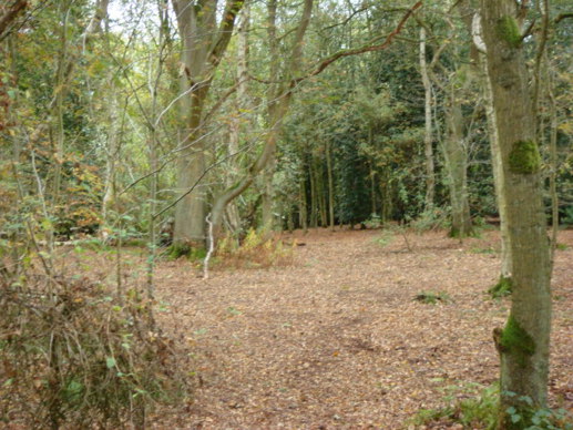 Brown Moss Countryside Heritage Site - Woodland Trust