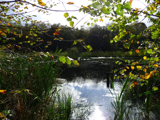Brown Moss Countryside Heritage Site - Woodland Trust