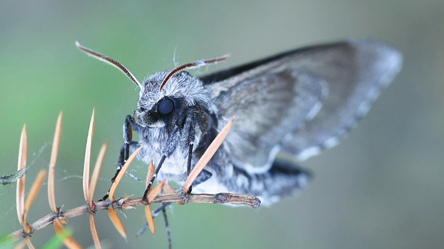 Pine Hawk-Moth (Sphinx pinastri) - Woodland Trust