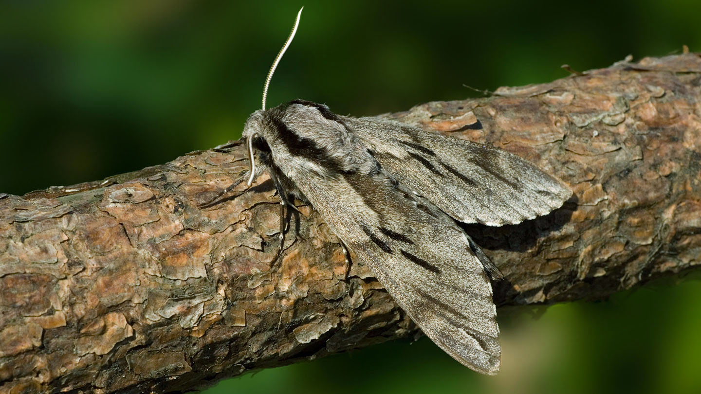 Pine Hawk-Moth (Sphinx pinastri) - Woodland Trust