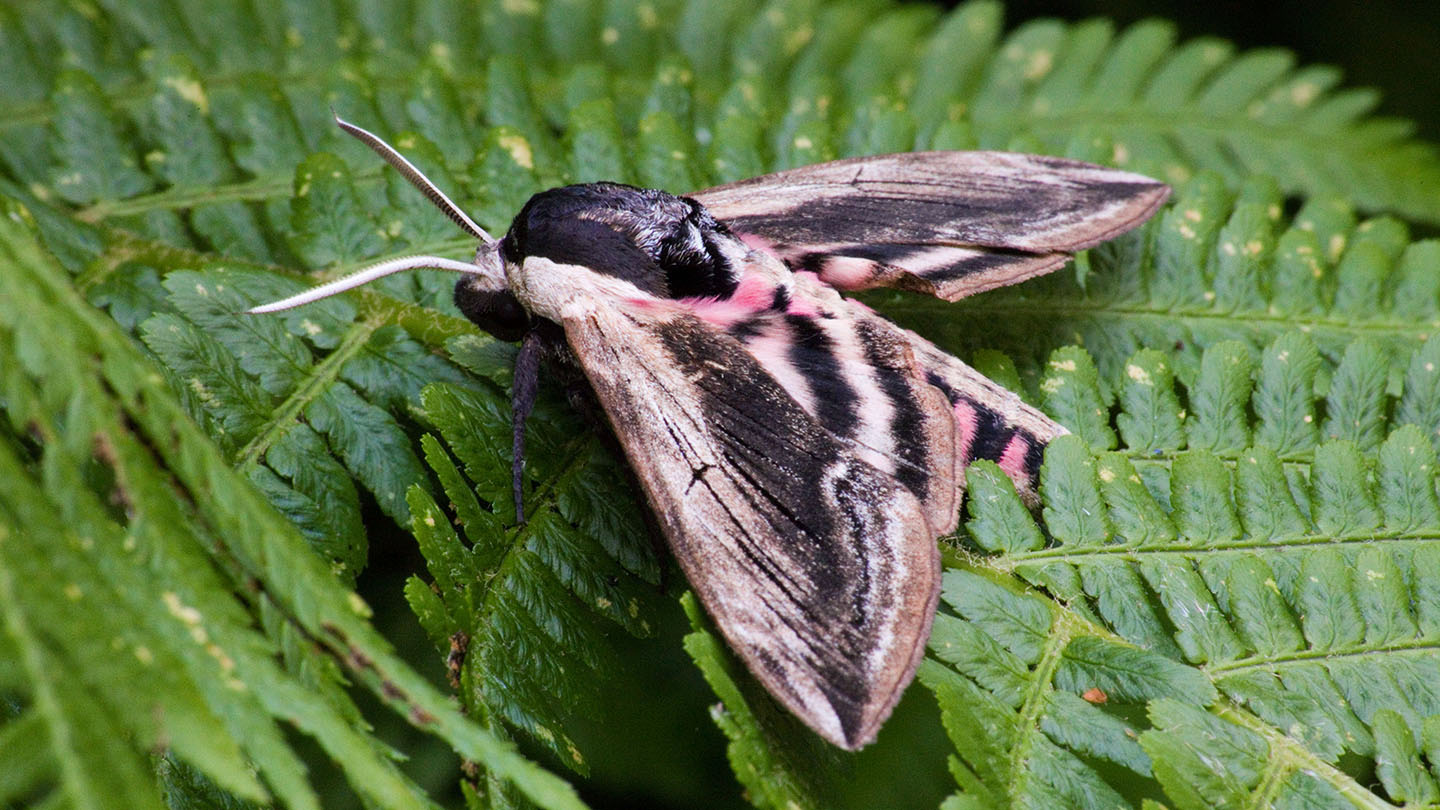 Privet Hawk-Moth (Sphinx ligustri) - Woodland Trust