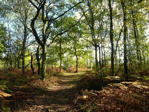 Snelsmore Common SSSI - Woodland Trust