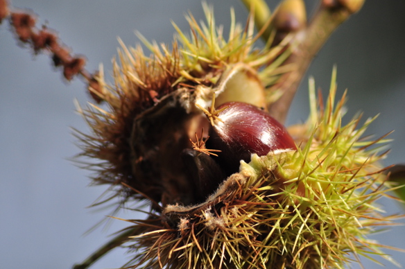 Buchan Country Park - Woodland Trust