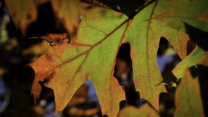 Buchan Country Park - Woodland Trust
