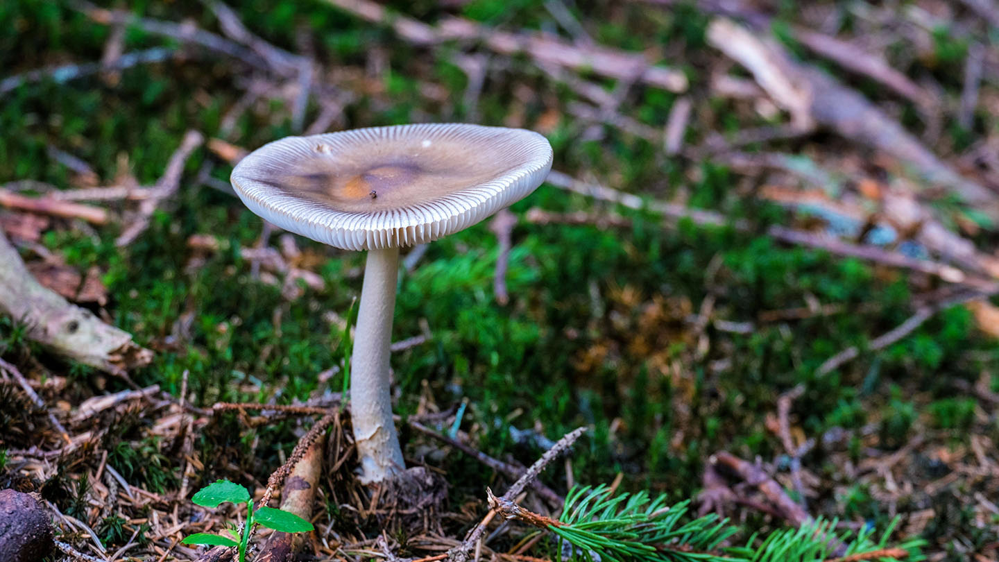 Deathcap (Amanita phalloides) - Woodland Trust
