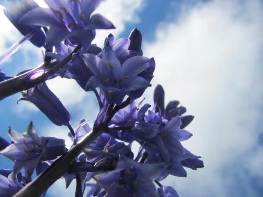 Worcester Woods Country Park - Woodland Trust