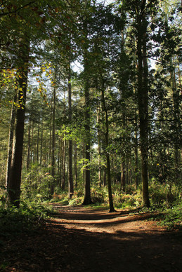 Kingsford Country Park - Woodland Trust