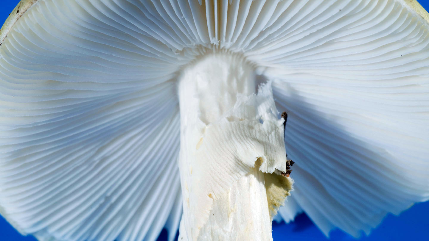 Deathcap (Amanita phalloides) - Woodland Trust