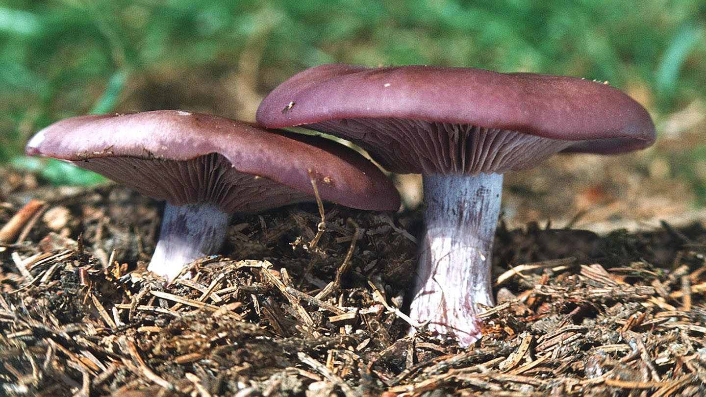 Wood Blewit (Clitocybe nuda) - Woodland Trust