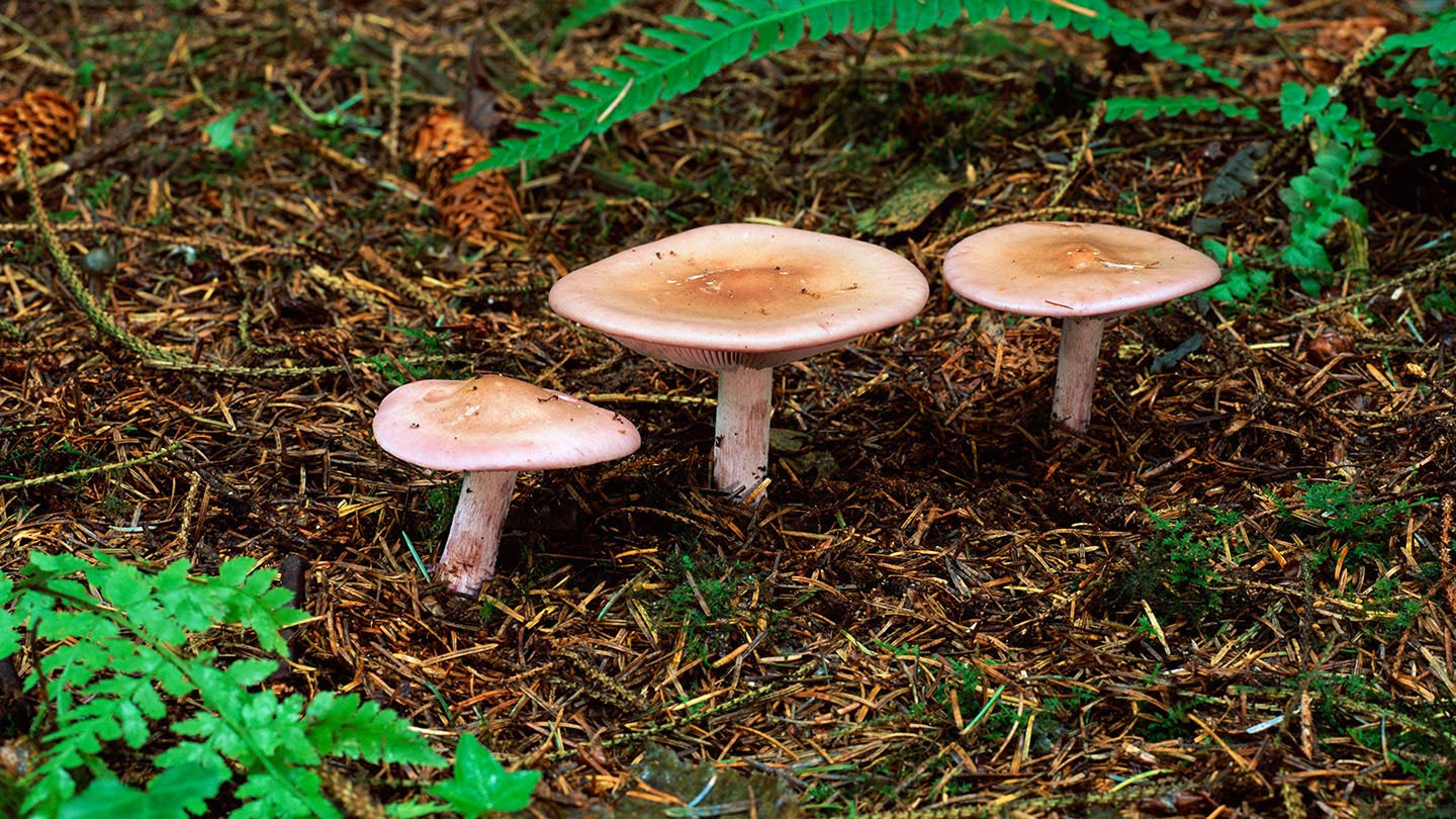 Wood Blewit (Clitocybe nuda) - Woodland Trust
