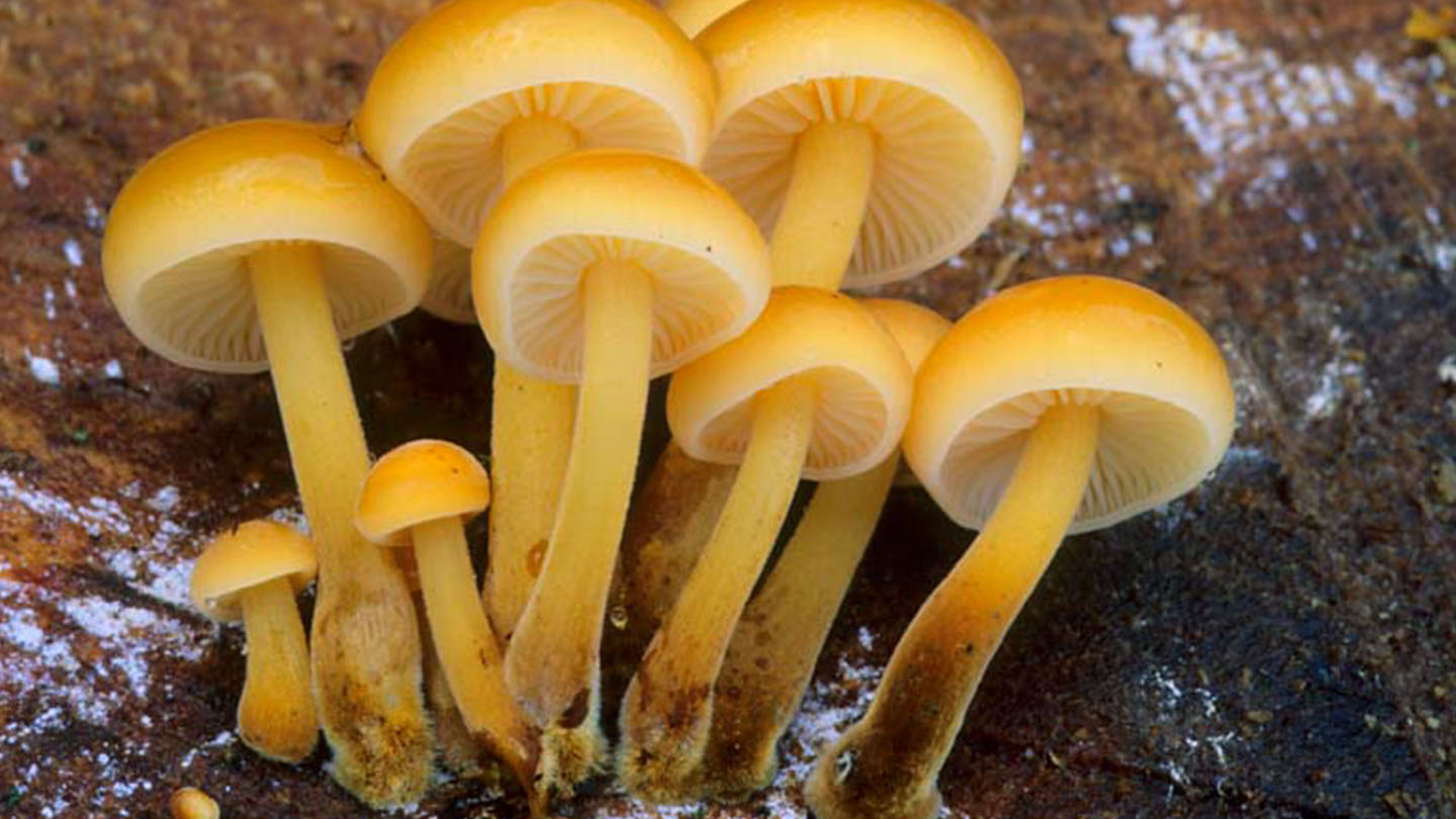 Velvet Shank (Flammulina velutipes) - Woodland Trust