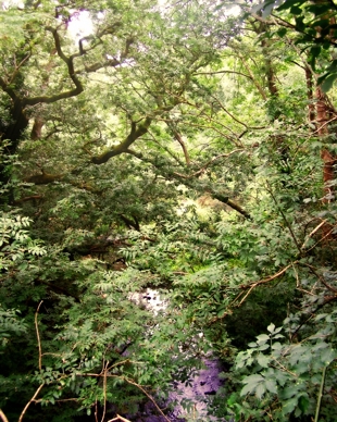 Willsbridge Valley - Woodland Trust