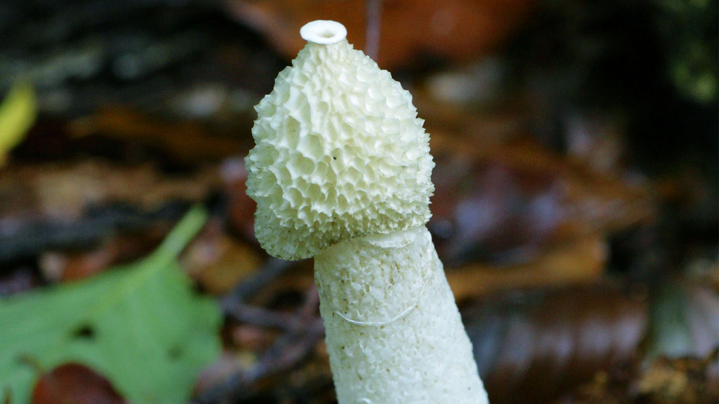 Stinkhorn (Phallus impudicus) - Woodland Trust