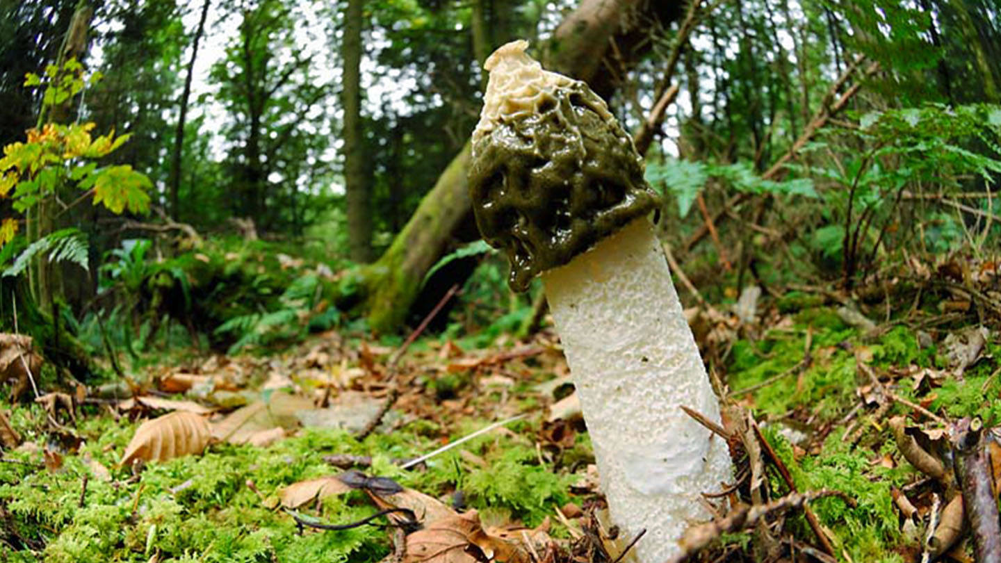 Stinkhorn (Phallus impudicus) - Woodland Trust