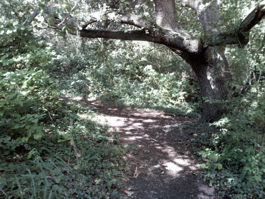 Haymill Valley - Woodland Trust