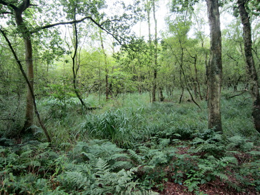 Hatch Mere - Woodland Trust