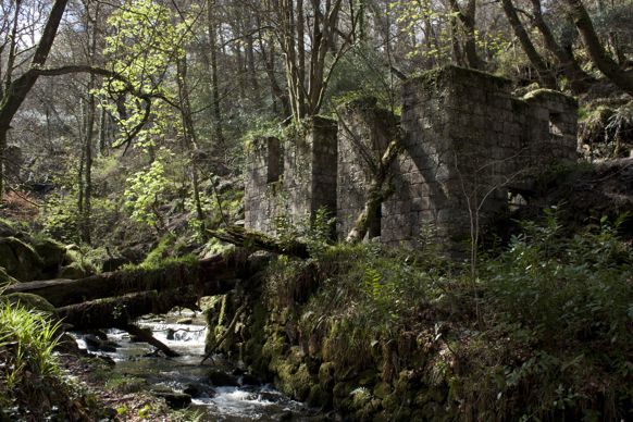 Kennall Vale - Woodland Trust