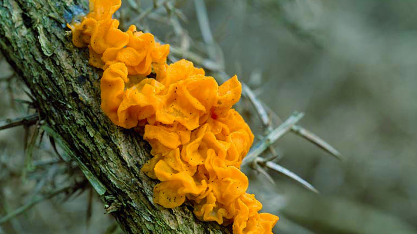 Yellow Brain (Tremella mesenterica) - Woodland Trust