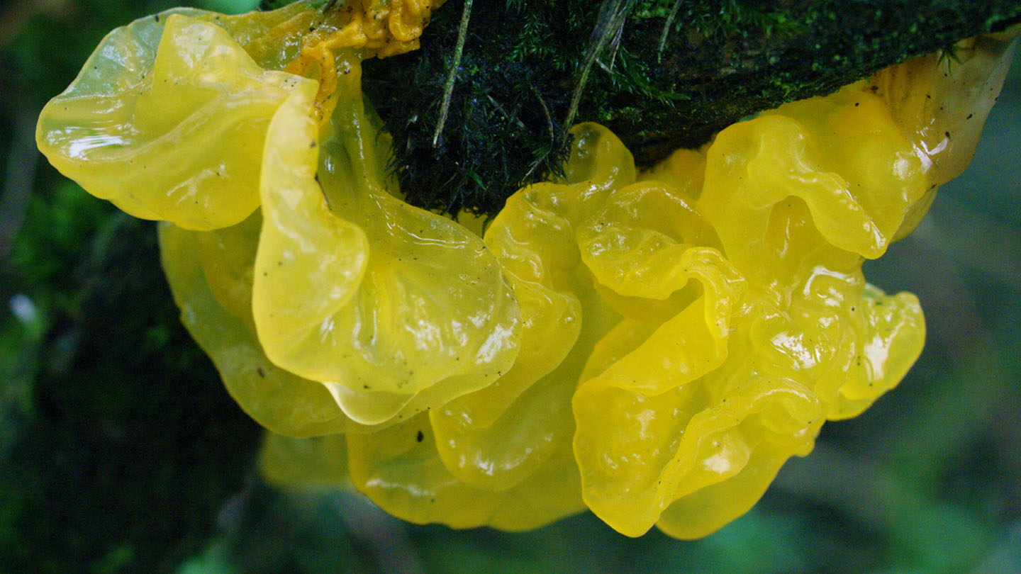 Yellow Brain (Tremella mesenterica) - Woodland Trust