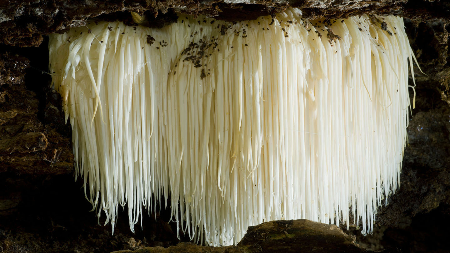 Bearded Tooth Fungus (Hericium erinaceus) - Woodland Trust