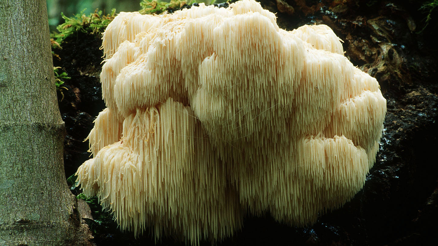 Bearded Tooth Fungus (Hericium erinaceus) - Woodland Trust