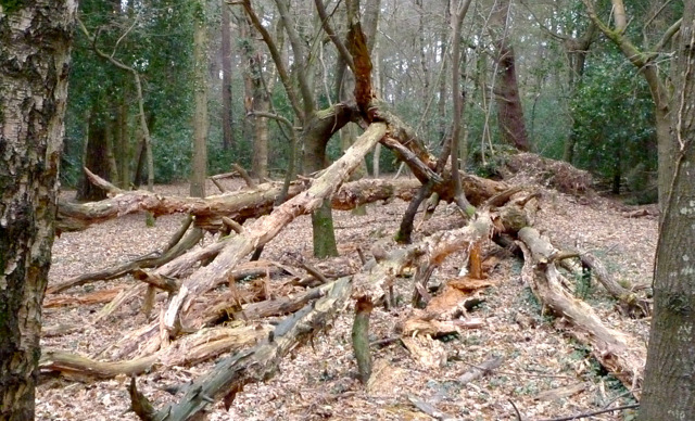 Bystock - Woodland Trust