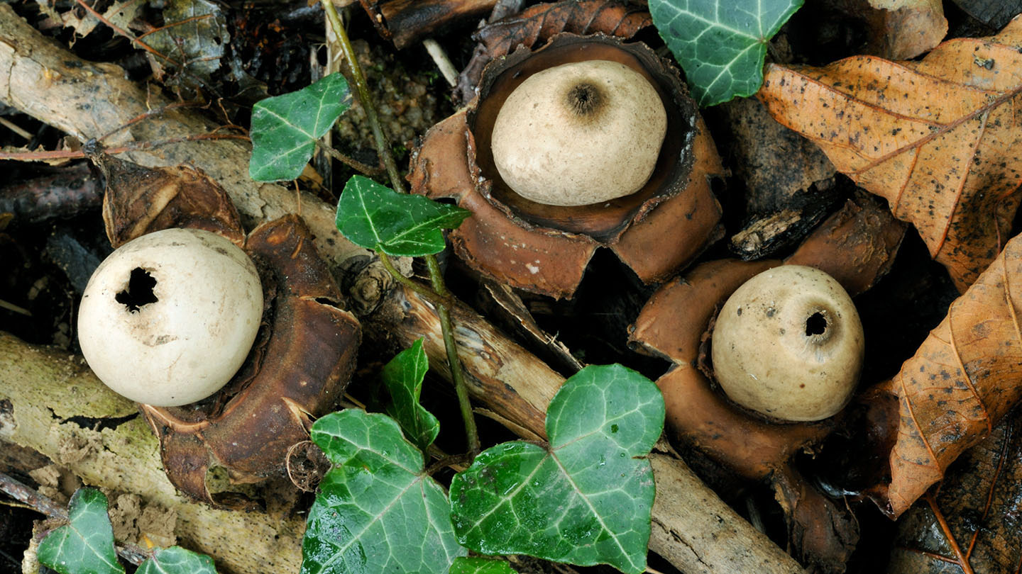 Collared Earthstar (Geastrum triplex) - Woodland Trust