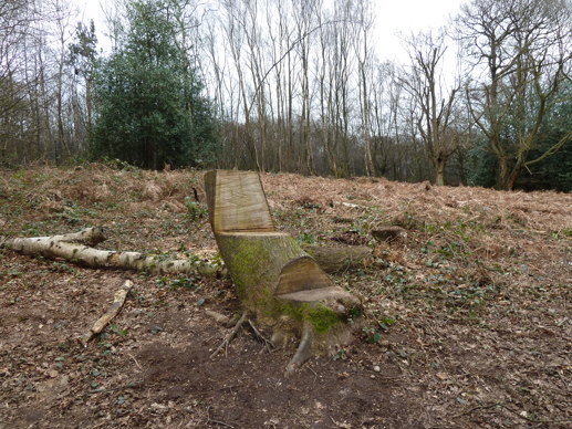 Gernon Bushes - Woodland Trust