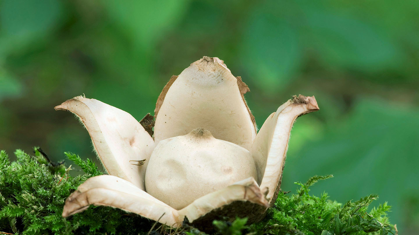 Collared Earthstar (Geastrum triplex) - Woodland Trust