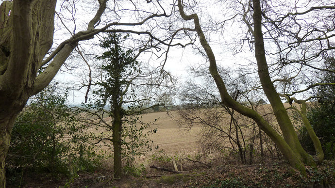Gernon Bushes - Woodland Trust
