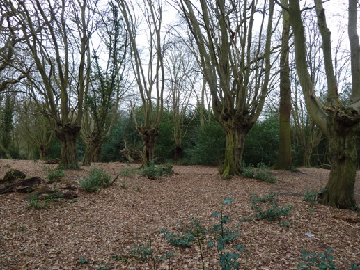 Gernon Bushes - Woodland Trust