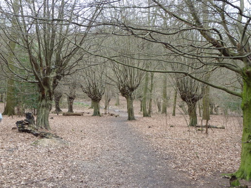 Gernon Bushes - Woodland Trust