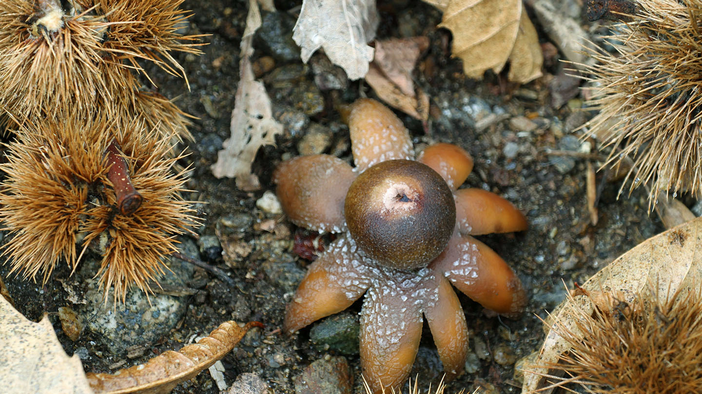 Collared Earthstar (Geastrum triplex) - Woodland Trust
