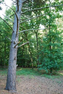 Lexden Gathering Grounds - Woodland Trust
