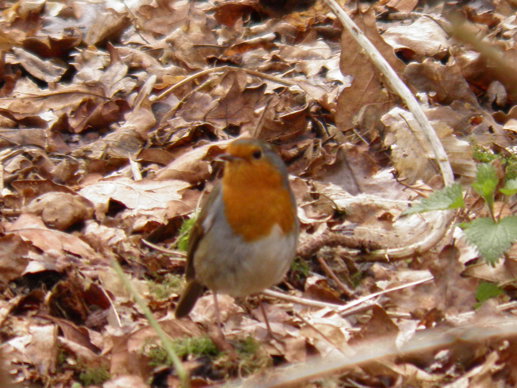 Hanningfield Reservoir Nature Reserve - Woodland Trust