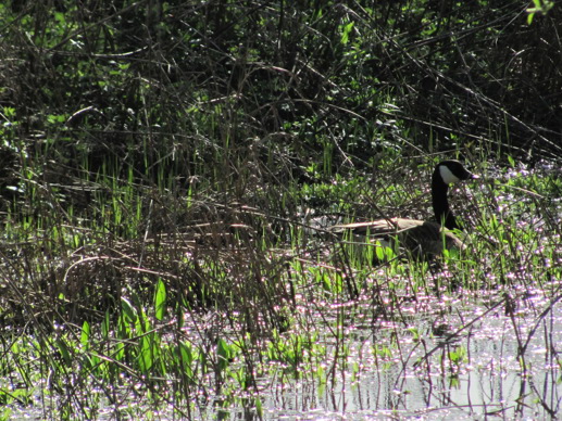 Abberton Reservoir Nature Reserve & Visitor Cen - Woodland Trust