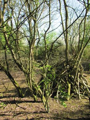 Abberton Reservoir Nature Reserve & Visitor Cen - Woodland Trust