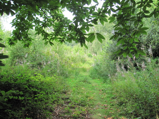 Copperas Wood - Woodland Trust