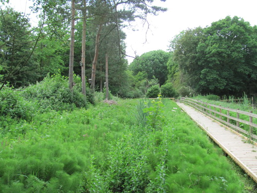 Phyllis Currie Reserve - Woodland Trust